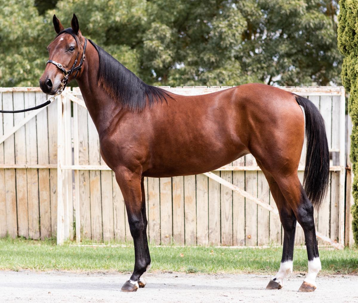 2021 Nutrien Equine Standardbred Yearling Sale - Alabar Farm