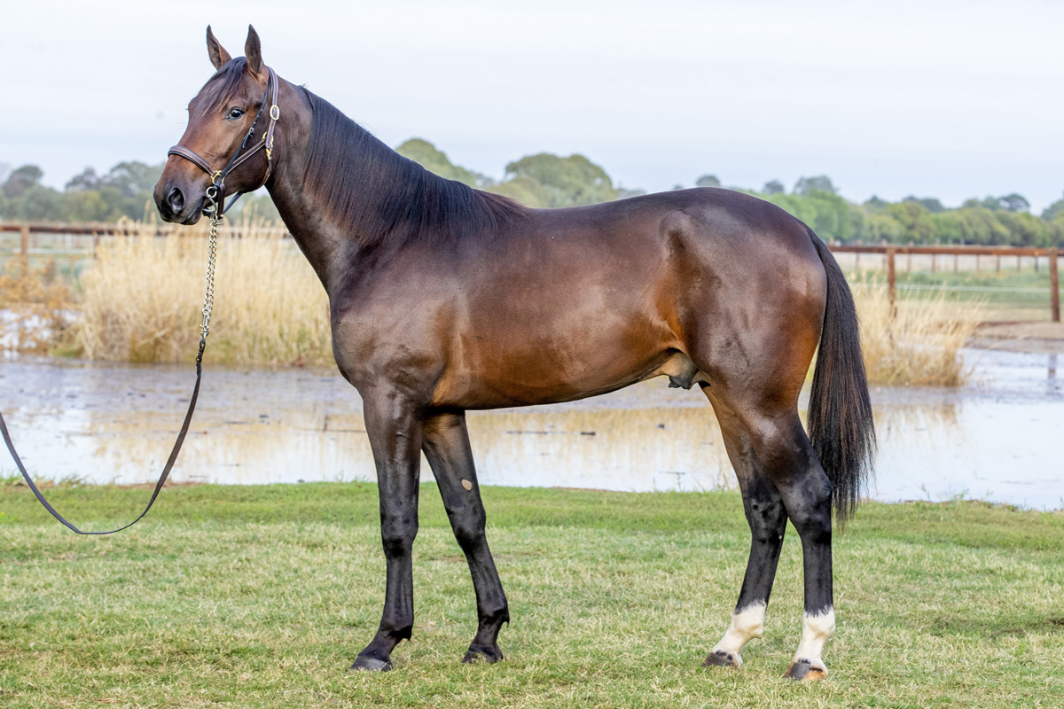 2021 Nutrien Equine Standardbred Yearling Sale - Alabar Farm