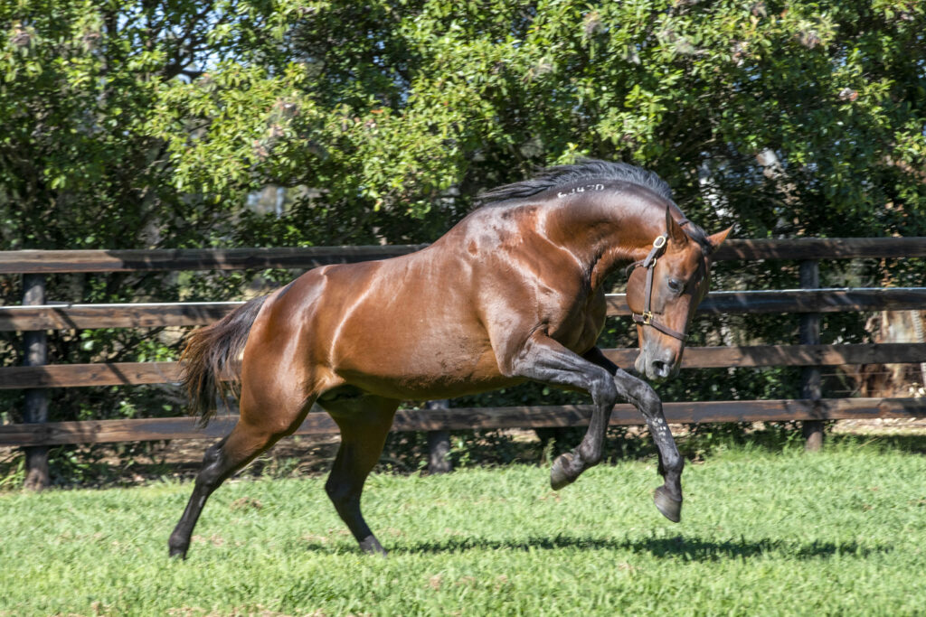 Always B Miki heads NZ 2YO Sires List - Alabar Farm